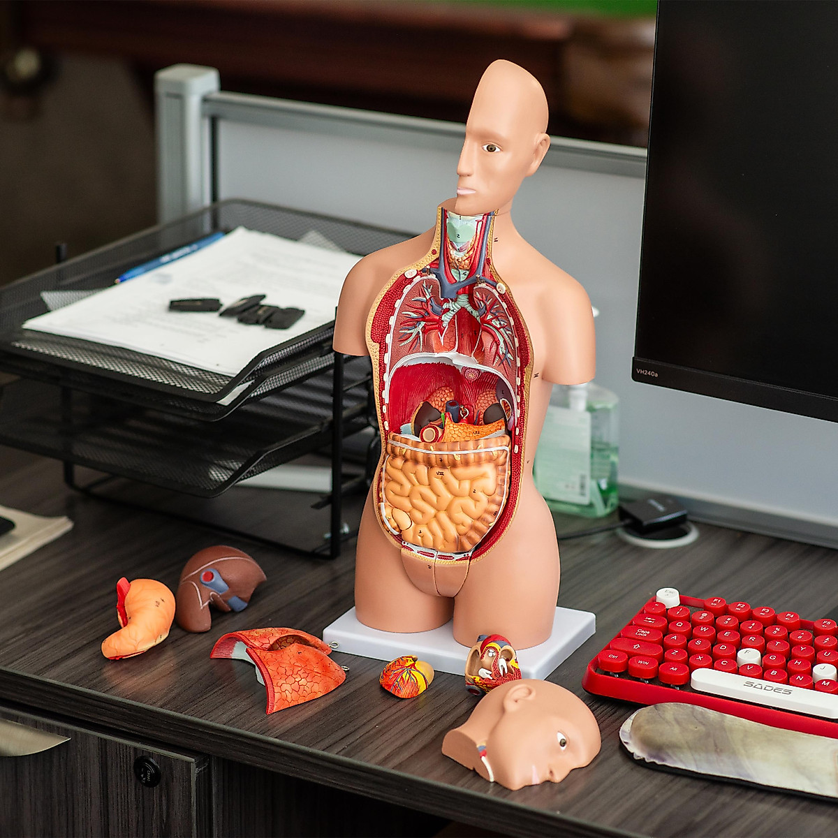 MonMed Human Torso Model – 17in Human Body Model Anatomy Doll with Removable Organs 3D Human Organ Model