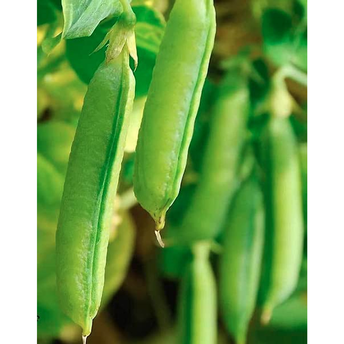 Sugar Snap Pea Seeds for Planting Vegetables and Fruits.Non GMO Heirloom Seeds Vegetable Seeds for Planting Home Garden or Hydroponic Pods-15g, Approx. 65 Garden Seeds Sugar Snap Pea Plant Seeds. USA