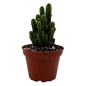 BubbleBlooms Fairy Castle Cactus, Acanthocereus Tetragonus, Night-Blooming Cereus, Triangle Cactus, 4 inch Pot