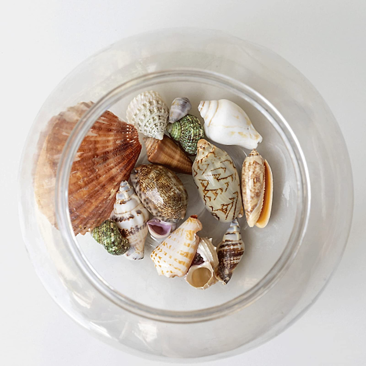 JQAQJU Sea Shells Mixed Beach Seashells 20 Kinds, 1.5"-5.5" Various Sizes Large Ocean Shells Conch 2 Kinds Natural Starfish for Decorating Beach Theme Party Fish Tank Filling Home Decor Wedding