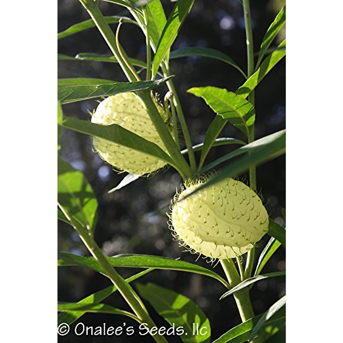 Butterfly Milk Weed Balloon Plant, Butterfly Garden, Butterfly Weed, Hairy Balls, Fur Balls, Cotton-Bush, Oscar, Giant Swan Milkweed, Asclepias Physoca (24+ Seeds) Grown in and Shipped from The USA.