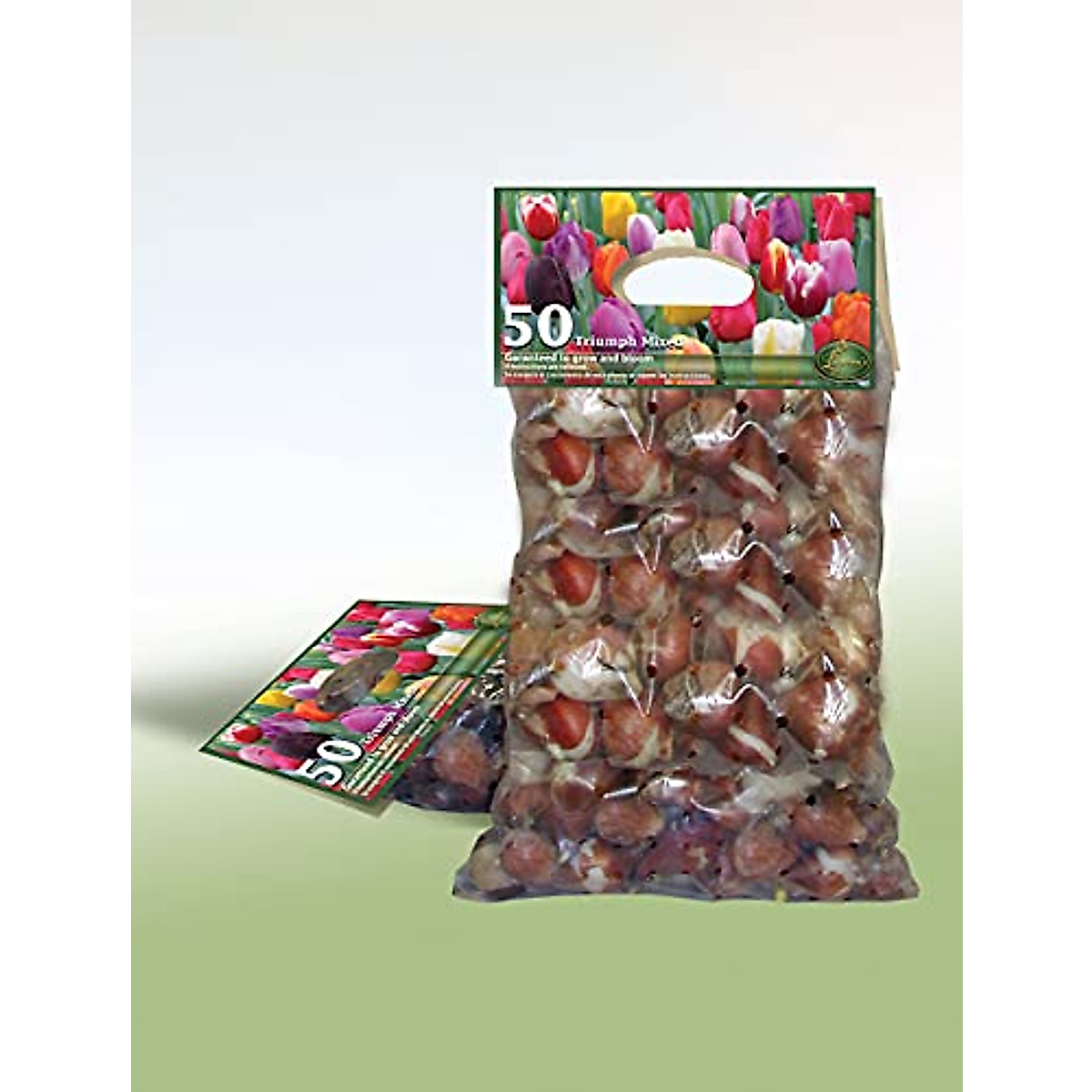 Mixed Triumph Tulip - 50 bulbs