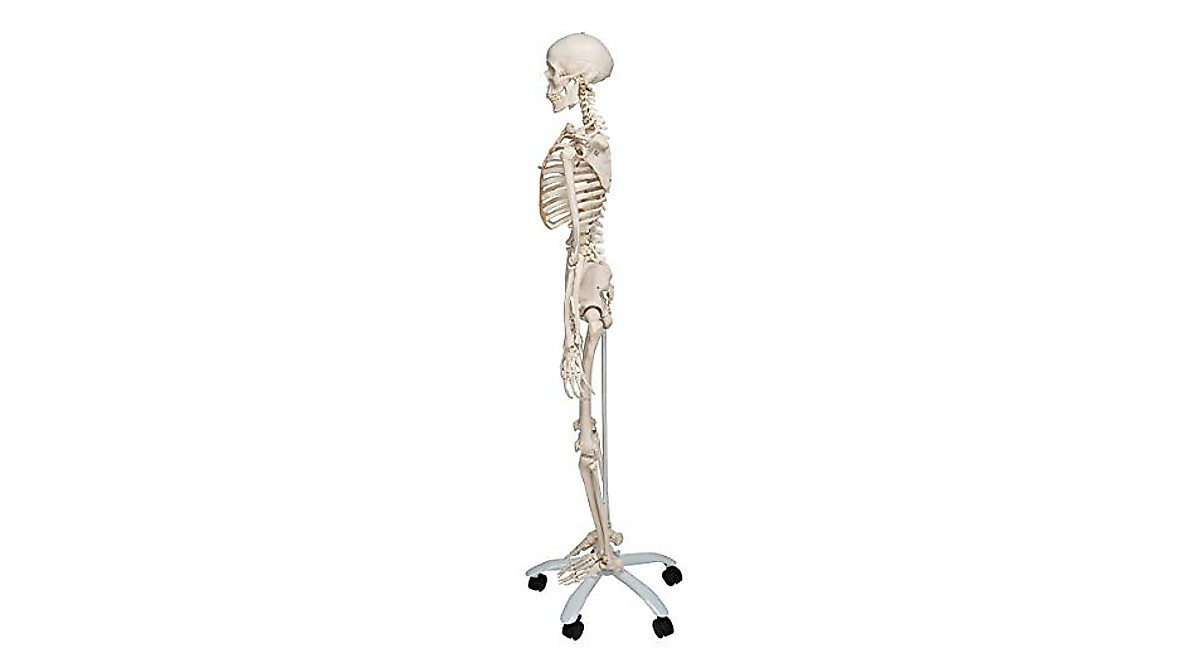 3B Scientific A10 Stan Skeleton with Stand | Human Anatomy Model