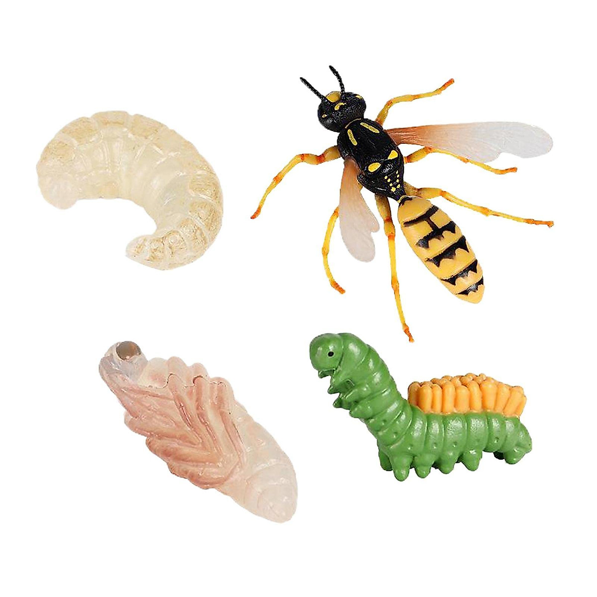 Colcolo 4Pieces Wasp Life Cycle Toy Figures Educational Children's Preschool Props