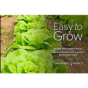 2000+ Buttercrunch Lettuce Seeds for Planting - Butterhead Boston Bibb Heirloom, Non-GMO Vegetable Variety- 2 Grams Seeds Great for Spring, Summer, Winter Garden and Hydroponics by Gardeners Basics