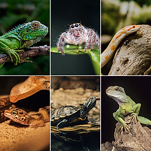 ERAARK Reptile Terrarium 4.5 Gallon Glass Reptile Tank 16"x7.8"x7" with Top Screen Ventilation,Hide Cave,Water Bowl for Bearded Dragon,Lizard,Spider,Hamster,Hermit Crab, Turtle Tortoise