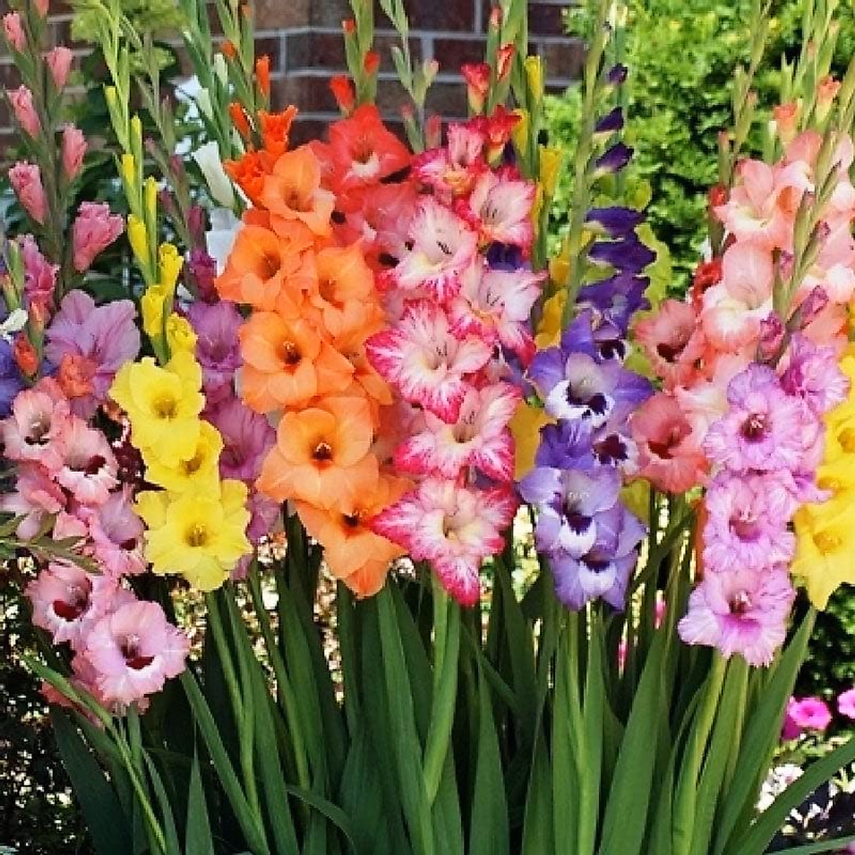 Gladiolus Flower Bulbs - Rainbow Mix - Bag of 20, Mid Summer/Mixed Colored Flowers