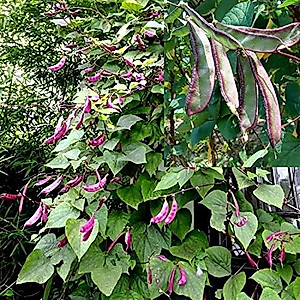 MOKALALA 30 Pcs Purple Hyacinth Bean Seeds Heirloom Red Leaved Plant Vine Seeds | Non-GMO | Purple Flower Lablab purpureus Vegetable Fresh Garden Seeds