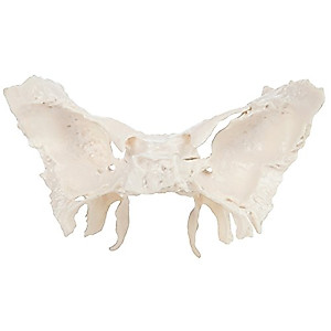Axis Scientific Human Sphenoid Bone Model | Cast from a Real Human Sphenoid Bone Specimen | Life Size Replica Details All Fissures, Canals, and Processes | Includes Product Manual