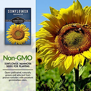 Survival Garden Seeds - Mammoth Sunflower Seed for Planting - Packet with Instructions to Plant and Grow Enormous Colorful Flowers in Your Home Flower or Vegetable Garden - Non-GMO Heirloom Variety