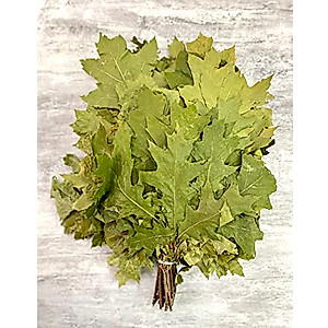 ECOVENIK - Natural Canadian Oak Branches Dry for a Sauna Accessories for Banya 100% Handmade (Made in Europe)