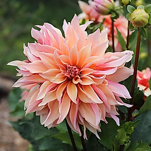 Dahlia Bulbs (Dinnerplate) - Labyrinth - 4 Bulbs - Orange/Pink Flower Bulbs, Tuber Attracts Bees, Attracts Butterflies, Attracts Pollinators, Easy to Grow & Maintain, Fast Growing, Cut Flower Garden