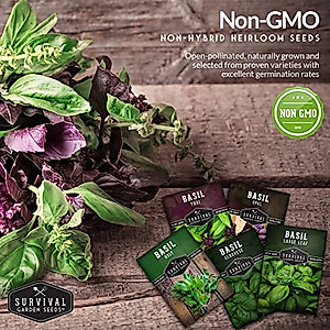 Survival Garden Seeds Basil Collection Seed Vault - Holy Basil, Genovese Basil, Large Leaf Basil, Opal Basil, and Thai Basil - Non-GMO Heirloom Seeds for Planting Delicious Herbs