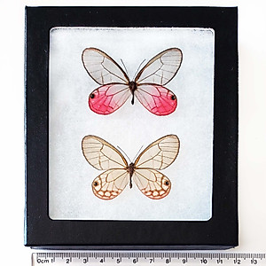 BicBugs Cithaerias merolina Pair Male Female Pink Clear Wing Butterflies Peru Framed