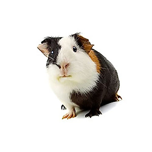 CBB Digestive Health Yellow Pellet, 8-Ounce