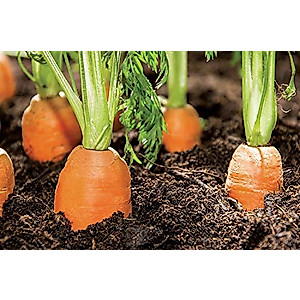 Rain Drip R567DT Drip Watering Vegetable Garden Kit