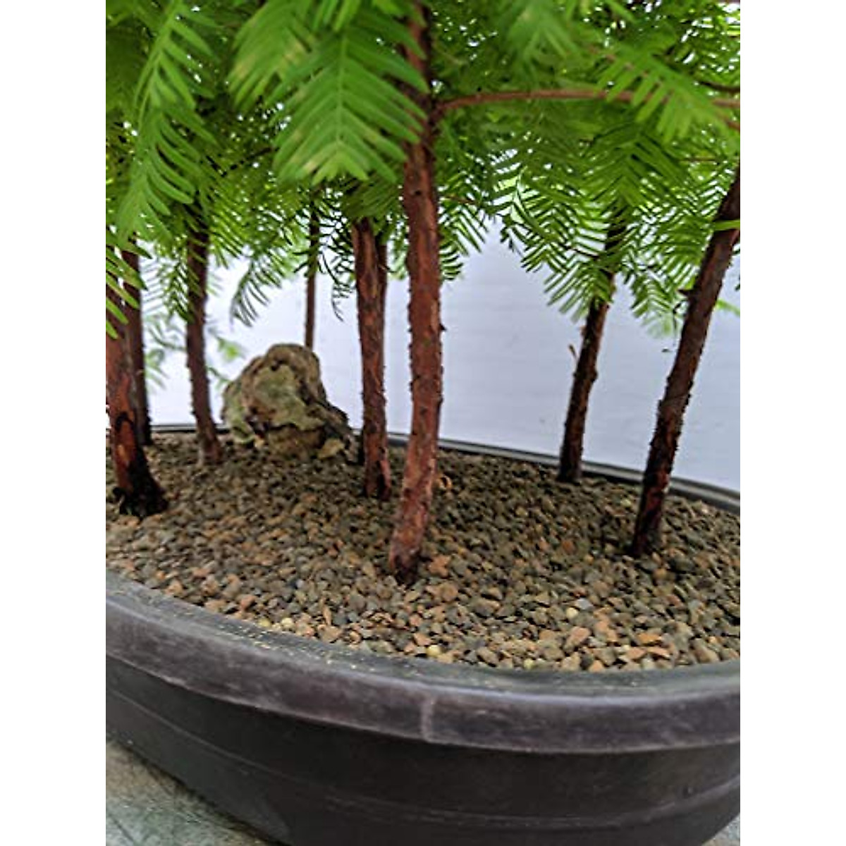 Redwood Forest Specimen Bonsai Tree