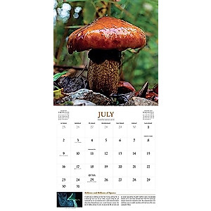 Fantastic Fungi Wall Calendar 2023: For Mycologists, Artists, Foodies, Ecologists, Doctors, and Explorers