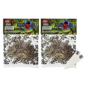 The Hydroponic City 3000 Pre-Fed Live Ladybugs | BuddyBugs | Hippodamia Convergens | Guaranteed Live Delivery | for Aphid Control and Other Insects + 2 THCity Stake