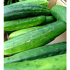 Ashley Slicing Cucumber Seeds for Planting, 50+ Heirloom Seeds Per Packet, (Isla's Garden Seeds), Non GMO Seeds, Botanical Name: Cucumis sativus, Great Home Garden Gift