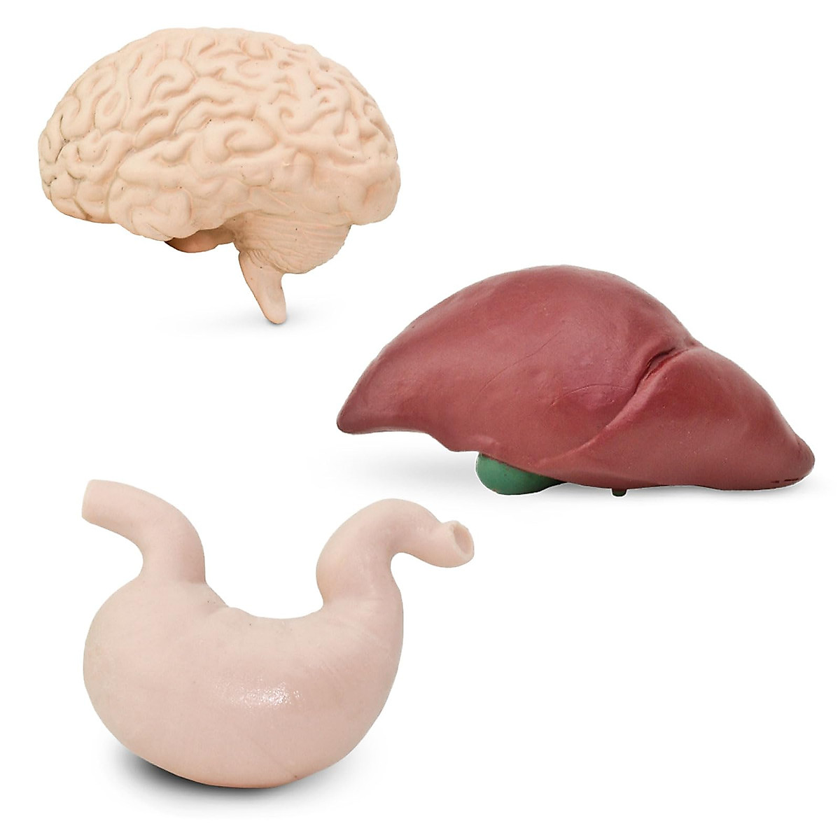 Safari Ltd. Human Organs TOOB - 8 Mini Figurines Including Brain, Heart, Lungs, Liver, Kidneys, Stomach, and Intestines - Anatomy Educational Toy Figures for Boys, Girls & Kids Ages 3+