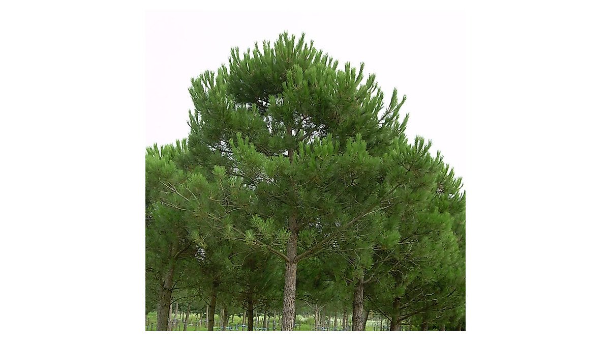 Italian Stone Pine Seeds - Perfect for Bonsai & Landscaping