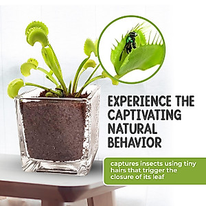 Nature Gift Store Live Adult Venus Flytrap Plant in Cube Vase: Venus Fly Trap Kit