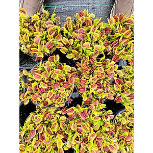 B52 Giant Venus Flytrap - Fly Trap - (Dionaea Muscipula) Carnivorous Plant 3.75 inch Pot
