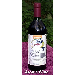 Viking Chokeberry Plant - Aronia - Shrub/Bonsai/Wine - 3.25" Pot