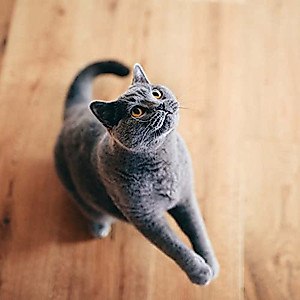Sheba Perfect Portions Premium Cuts in Gravy Cat Food 4 Flavor 8 Can Sampler, (2) Each: Bistro Chicken Alfredo, Tuna, Salmon, Chicken (2.6 Ounces) - Plus Catnip Toy and Fun Facts Booklet Bundle