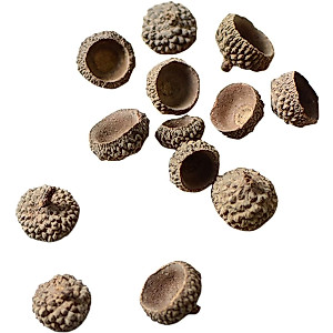 200Pcs Natural Acorns Caps Decorative for Craft Vase Fillers Home Garland Autumn Embellishments Ornaments Vase Fillers