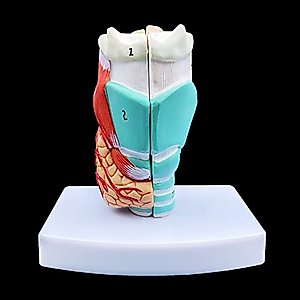 Human Throat Model Life Size, Anatomically Accurate Throat Model Human Throat Anatomy for Science Classroom Study Display Teaching Medical Model