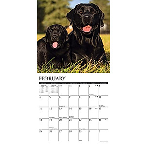 Willow Creek Press Black Labs Monthly 2024 Wall Calendar (12" x 12")