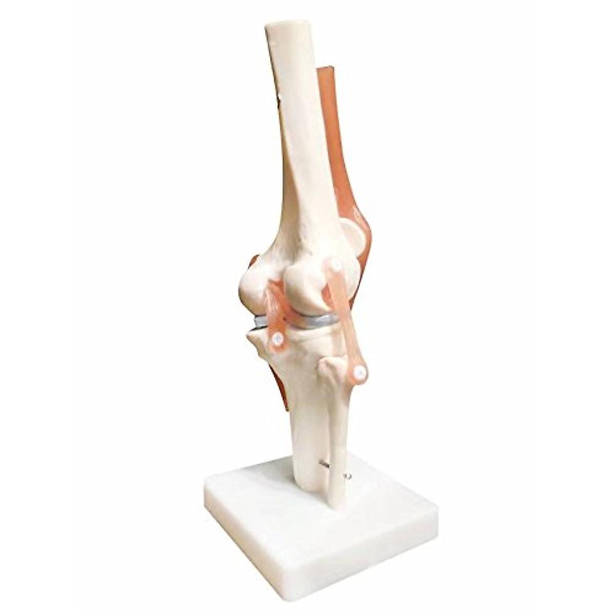 BoNew Life Size Knee Joint Anatomical Model Skeleton - Human Medical Anatomy