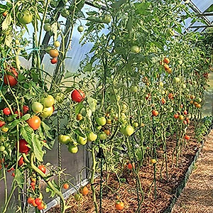 Eco-Friendly 2-FT Fiberglass Garden Stakes, Tomato Stakes, Plant Stakes (Pack of 20), 0.25-Inch Dia