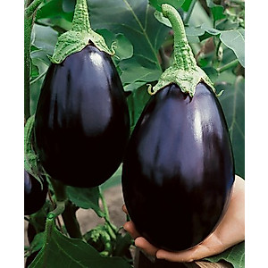 Black Beauty Eggplant Seeds - Solanum Melongena - 0.5 Grams - Approx 100 Gardening Seeds - Vegetable Garden Seed