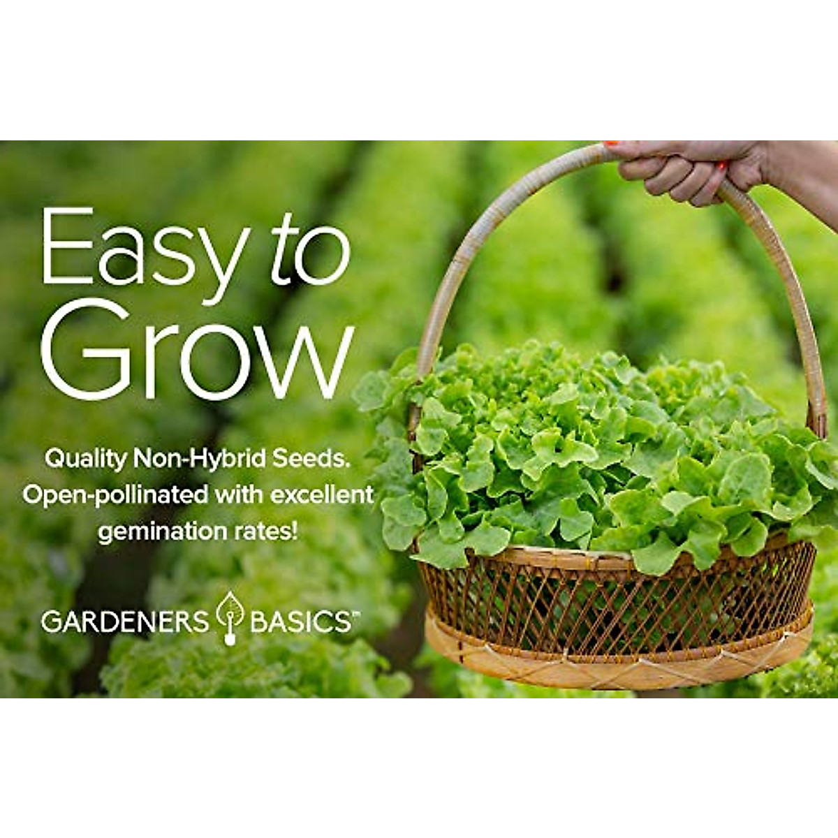 Salad Greens Lettuce Seeds Heirloom Vegetable Seed 23,000 Seeds for Planting Indoors and Outdoor 10 Packs - Buttercrunch, Romaine, Iceberg, (and More) Leaf and Head Variety Pack by Gardeners Basics