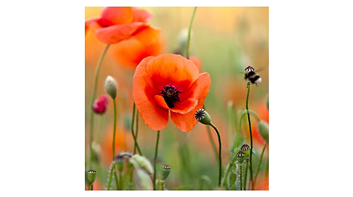 100,000+ Red Poppy Seeds for Vibrant Gardens