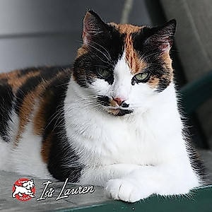 Fromm Four-Star Nutritionals Chicken A La Veg Cat Food - Premium Dry Cat Food - Chicken Recipe - 10 lb