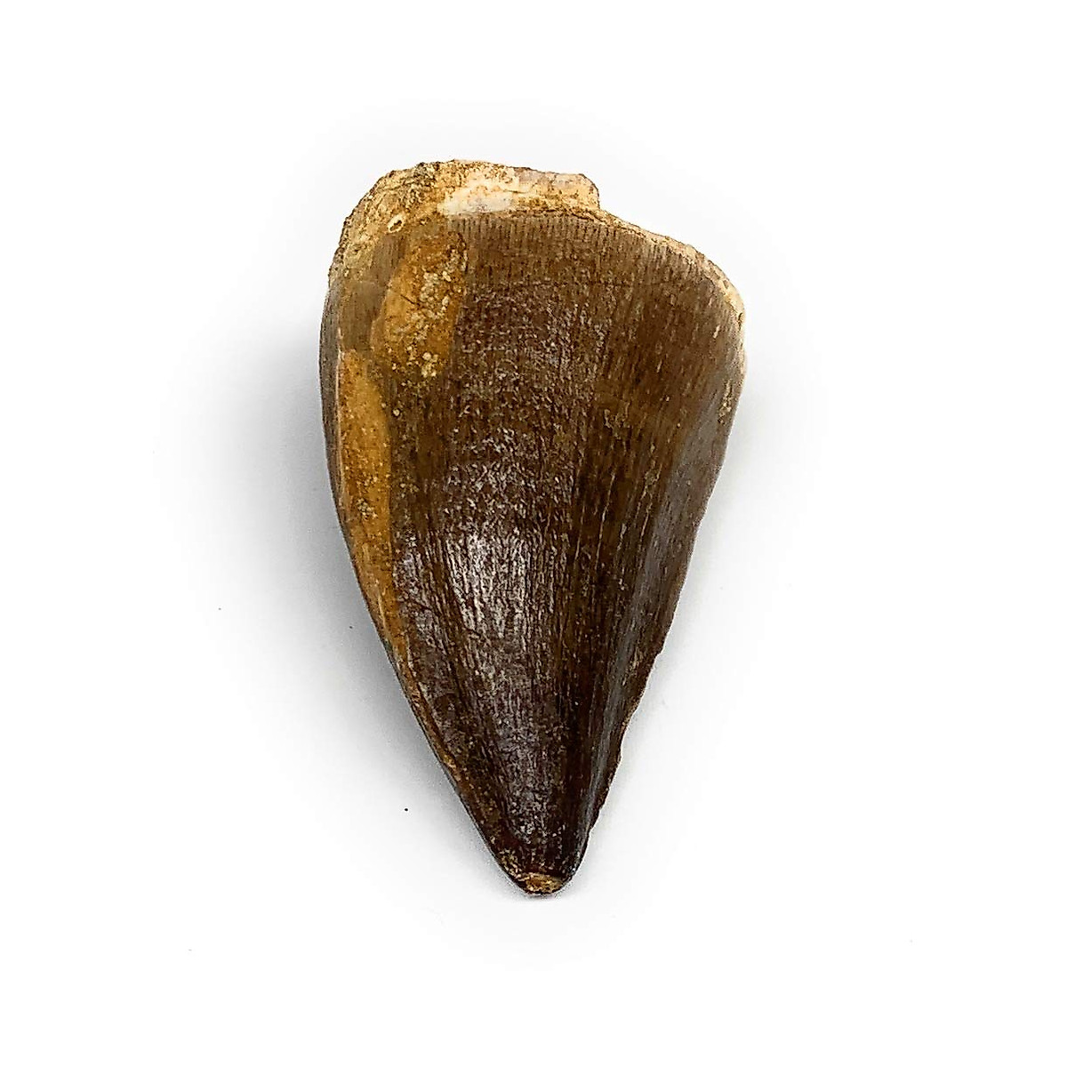 24.9g, 1.8"x1.1"x1" Fossil Mosasaur Tooth Reptiles, Cretaceous from Morocco,B12813