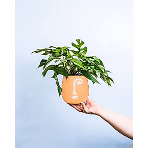 Abbott Collection 27-Picasso-LG Large Half Face Planter, 8" D, Orange