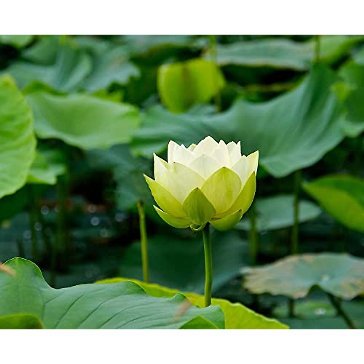30PCS Bonsai Lotus Seeds for Planting, Water Lily Flower, Non-GMO Home Garden Plant Seeds, Flowering Aquatic Bonsai Plant, No Experience Required