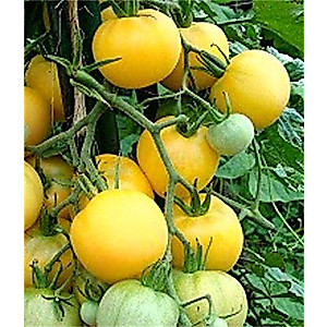 25 Seeds Garden Peach Tomato - Juicy & Tasty!!! Great Tomato..