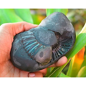 2.25"X4"Shri Laxmi Narayan Shaligram, Rare & Special One Piece, Religious Gifts, Saligram Stone - Gandaki River -I-6051