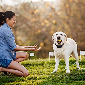 Rivulet Electric Wireless Dog Fence System Underground Dog Fence System Covers 1.2 Acre Pet Containment w/2 Tone Shock Waterproof Receiver Collars Inground Buried 984 FT Wire for Small Medium Large