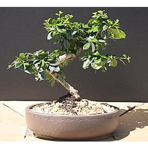 Imported Fukien Tea Bonsai Tree by Sheryls Shop