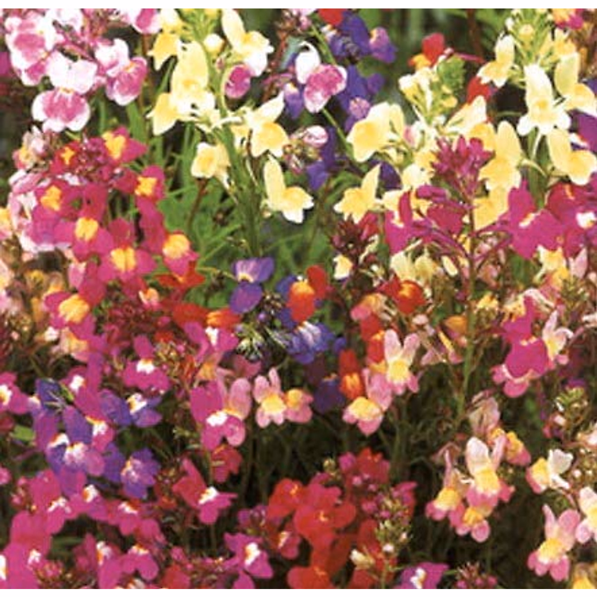 Fairy Bouquet "Spurred" Snapdragon Flowers for Planting, 2000+ Seeds Per Packet, (Isla's Garden Seeds), Non GMO & Heirloom Seeds, Great Flower Garden Gift