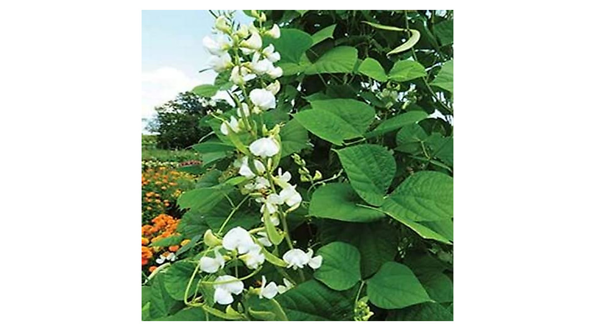 Buy CHUXAY GARDEN White Hyacinth Bean Seeds - Organic