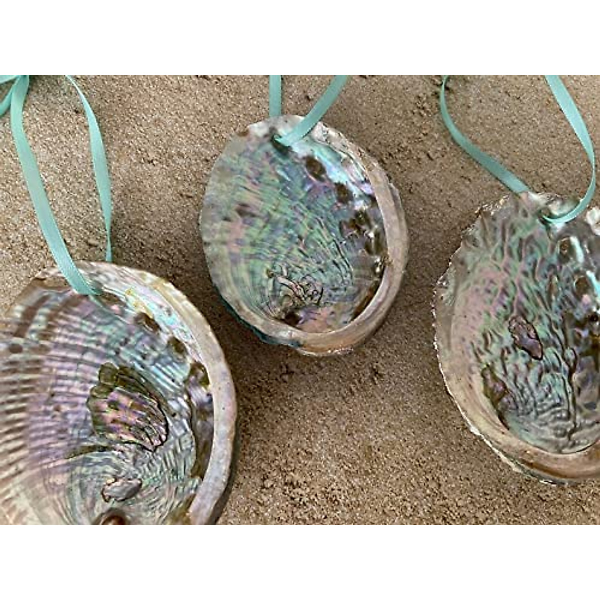 Tropical Small Abalone Seashell Christmas Tree Ornaments, Set of 3, Nautical and Beach Holiday Decor