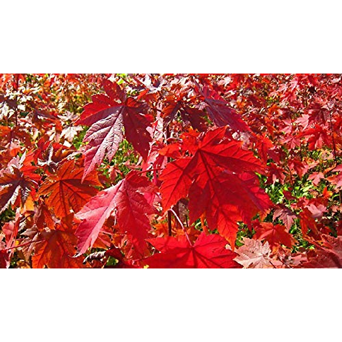 20+ Red Japanese Maple Tree Seeds Bonsai Acer palmatum Small Leaf